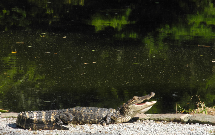 Temperature Influences Alligators | The Weather Gamut